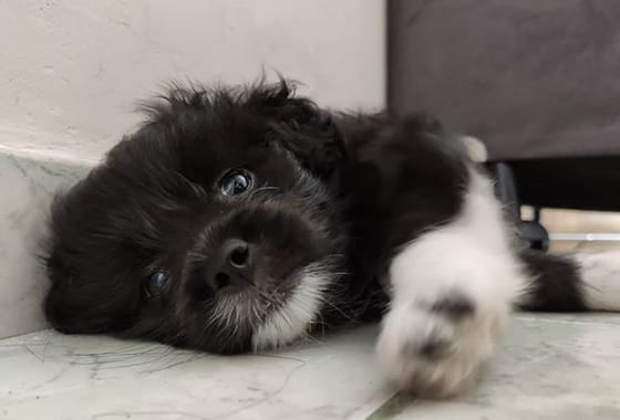 Top 85 Best Peekapoo Dog Names - PetPress