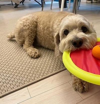 Top 101 Best Cockapoo Dog Names - PetPress