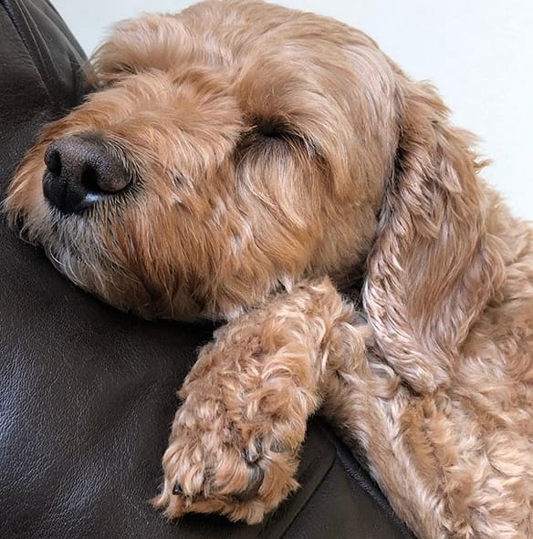 Top 101 Best Cockapoo Dog Names - PetPress