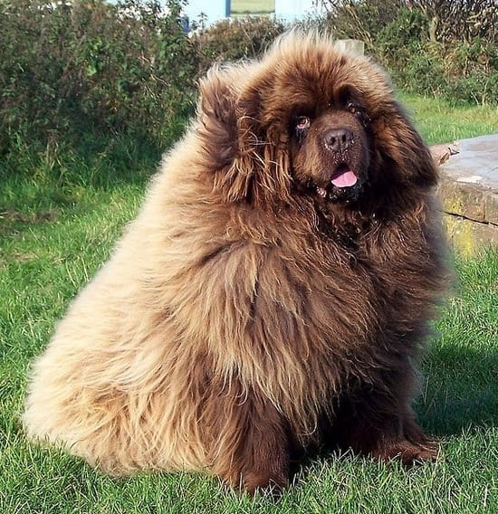 190+ Strong Dog Names For Boy Puppies - PetPress