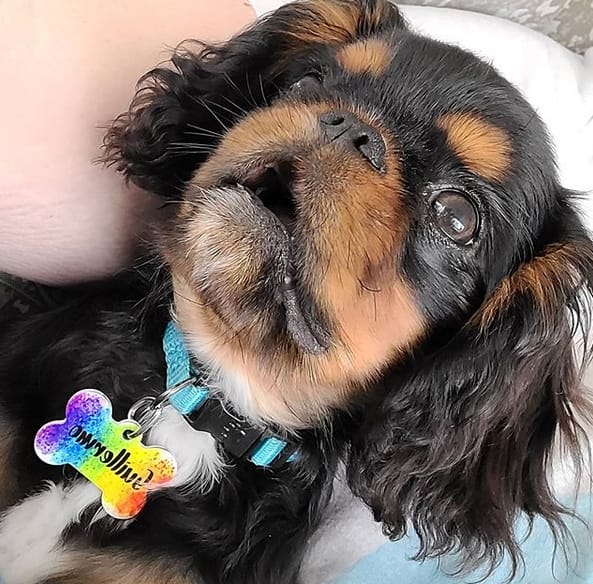 Top 150 Best English Toy Spaniel Dog Names - PetPress