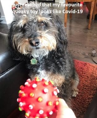 14 Funny Dog Memes Showing The Reality Of Staying Home In Quarantine ...