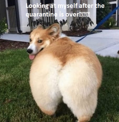 14 Funny Dog Memes Showing The Reality Of Staying Home In Quarantine ...