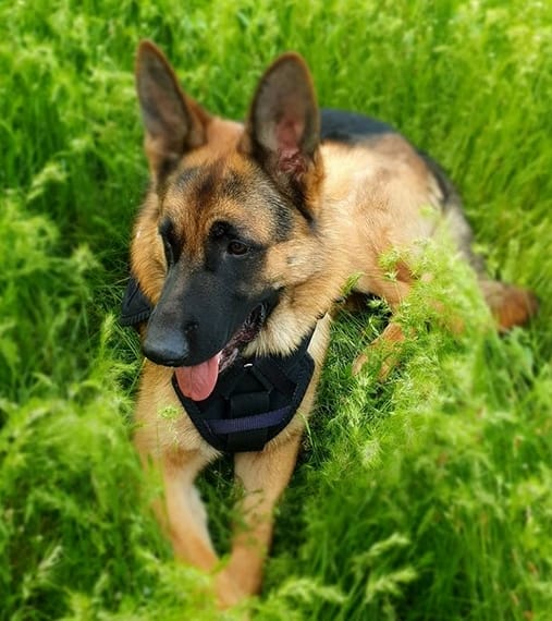 30 Strong German Shepherd Dog Names for Female Dogs - PetPress