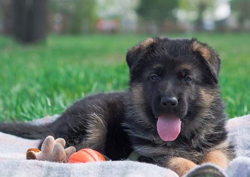 50 Strong German Shepherd Dog Names for Male Dogs - PetPress
