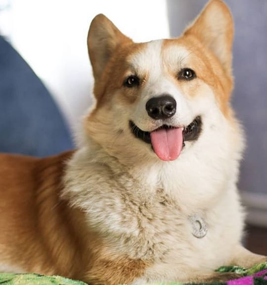 70+ Welsh Dog Names With Meanings - PetPress