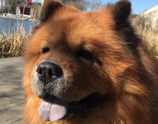 Top 150 Best Chow Chow Dog Names - PetPress