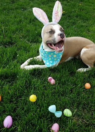 16 Funny Dogs Who Believe They Are Easter Bunnies - PetPress