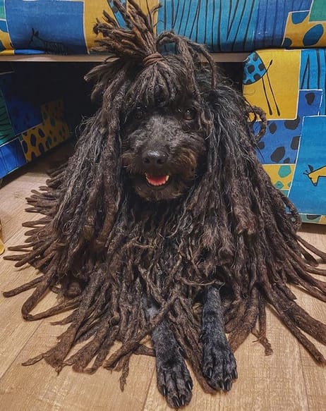 Top 140 Best Puli Dog Names - PetPress