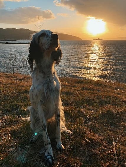 Top 130 Best English Setter Dog Names