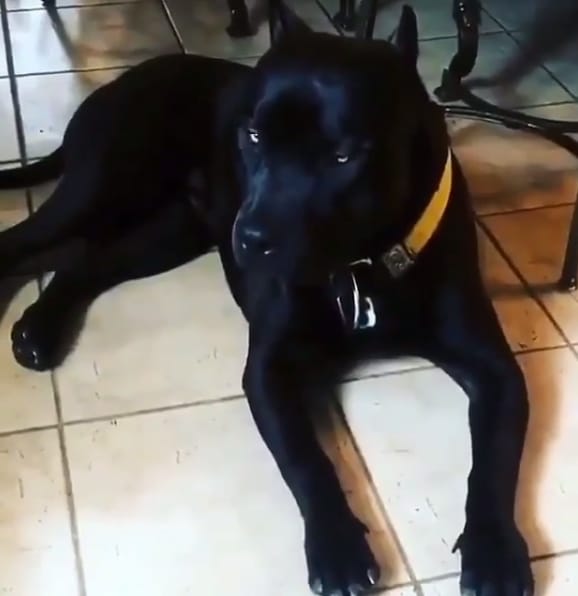 Top 64 Best Cane Corso Dog Names - PetPress