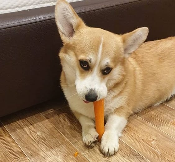 17 Hilarious Pictures Showing The Guide To Self-Isolation - PetPress