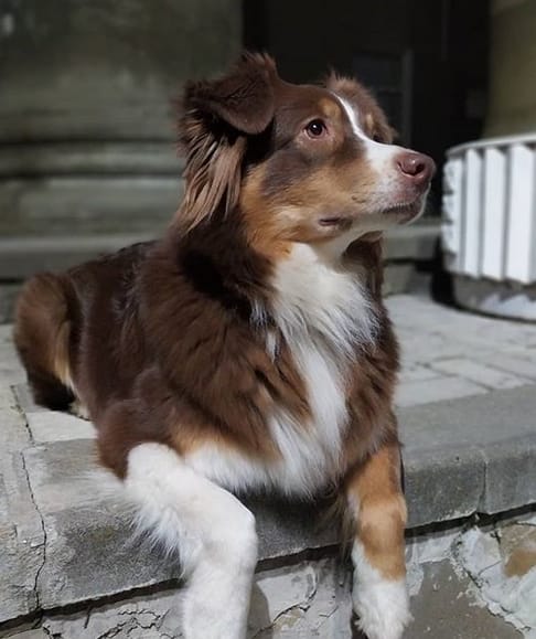 125 Great Male And Female Australian Dog Names