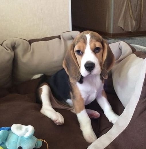 Top 128 Best Beagle Dog Names - PetPress