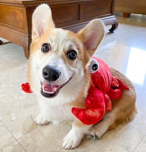 Top 130 Best Corgi Dog Names For Your Cute And Adorable Corgi