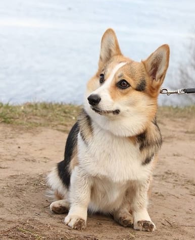 70+ Welsh Dog Names With Meanings - PetPress