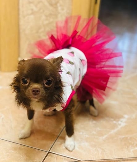 140+ Royal Dog Names for Noble Dogs - PetPress