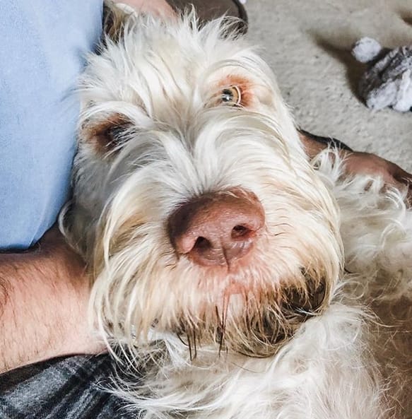 Top 120 Best Spinoni Italiani Dog Names - PetPress