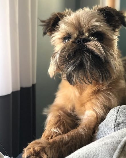 Top 128 Best Brussels Griffon Dog Names - PetPress