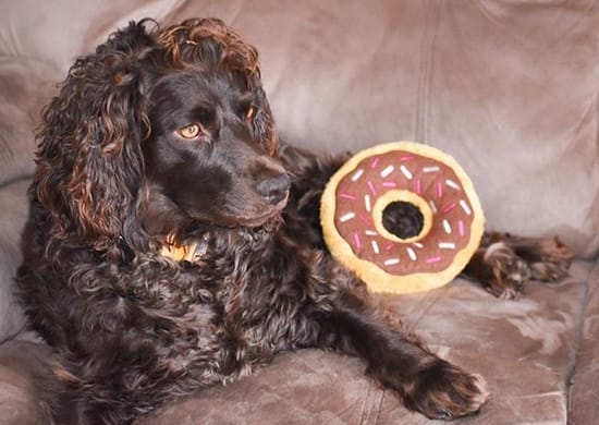 Top 150 Best Boykin Spaniel Dog Names - PetPress