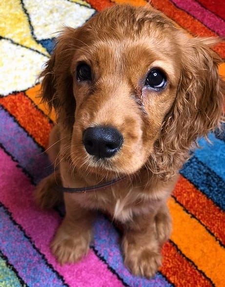 Top 152 Best Cocker Spaniel Dog Names - PetPress