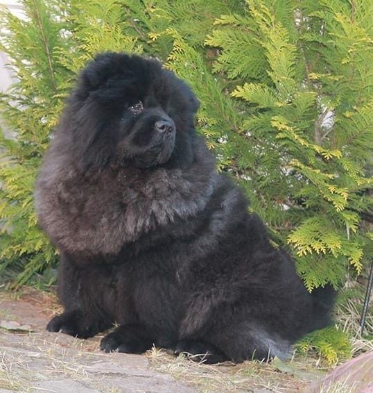 Top 150 Best Chow Chow Dog Names - PetPress