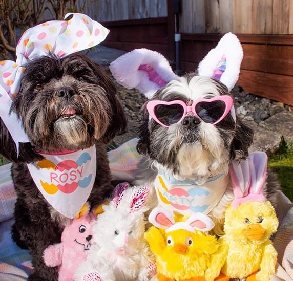 16 Funny Dogs Who Believe They Are Easter Bunnies - Page 2 of 3 - PetPress