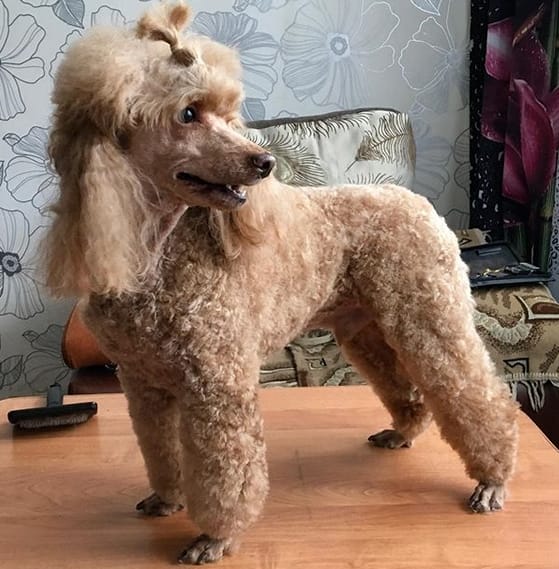 71 Best Female Poodle Dog Name Ideas - PetPress