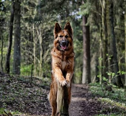30 Unique German Shepherd Dog Names For Male Dogs - PetPress