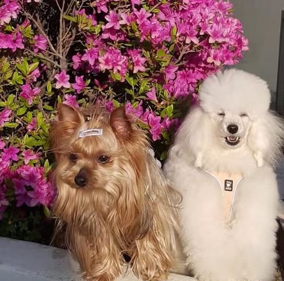 30+ One-Syllable Dog Names for Female Puppies - PetPress