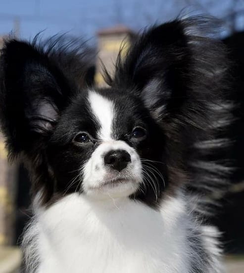 Top 150 Best Papillon Dog Names - PetPress