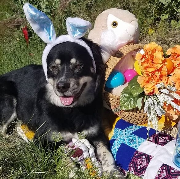 16 Funny Dogs Who Believe They Are Easter Bunnies - Page 2 of 3 - PetPress