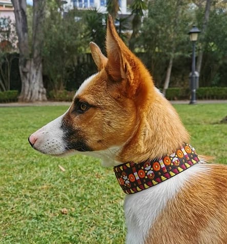 Top 145 Best Mutt Dog Names - PetPress