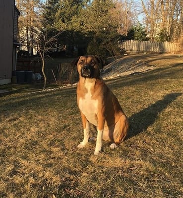 Top 165 Best Black Mouth Cur Dog Names - PetPress