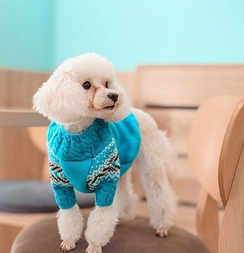 71 Best Female Poodle Dog Name Ideas - PetPress