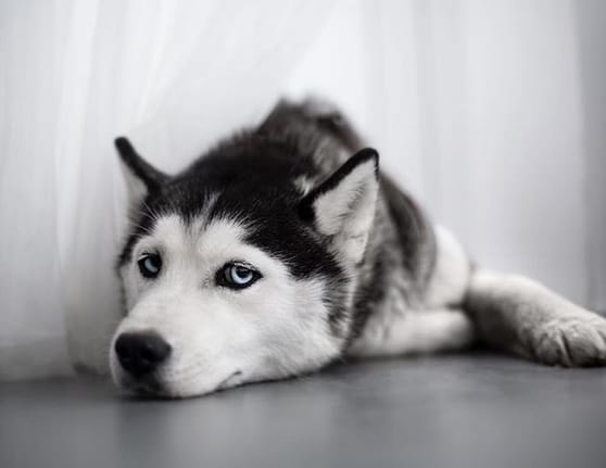 36 Best Female Husky Dog Name Ideas - PetPress