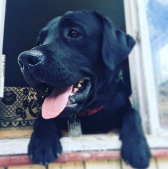 Over 500 Great Labrador Dog Name Ideas For Any Taste - PetPress