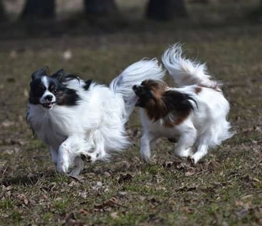 Top 150 Best Papillon Dog Names - PetPress