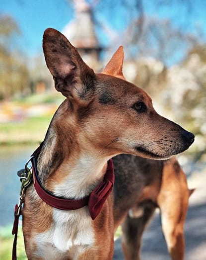 Top 145 Best Mutt Dog Names - PetPress