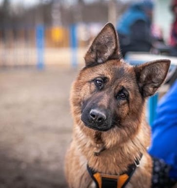 45 German Girl Dog Names With Meanings - PetPress