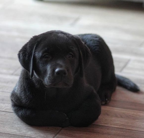 Over 500 Great Labrador Dog Name Ideas For Any Taste - PetPress