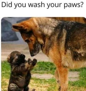 14 Funny Dog Memes Showing The Reality of Staying Home In Quarantine ...