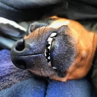 17 Hilarious Pictures Showing The Guide To Self-Isolation - PetPress