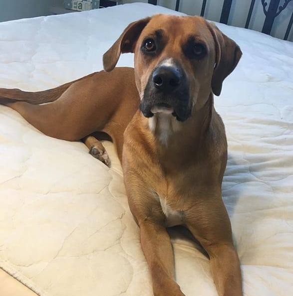 Top 165 Best Black Mouth Cur Dog Names - PetPress