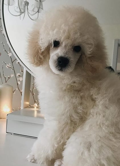 71 Best Female Poodle Dog Name Ideas - PetPress