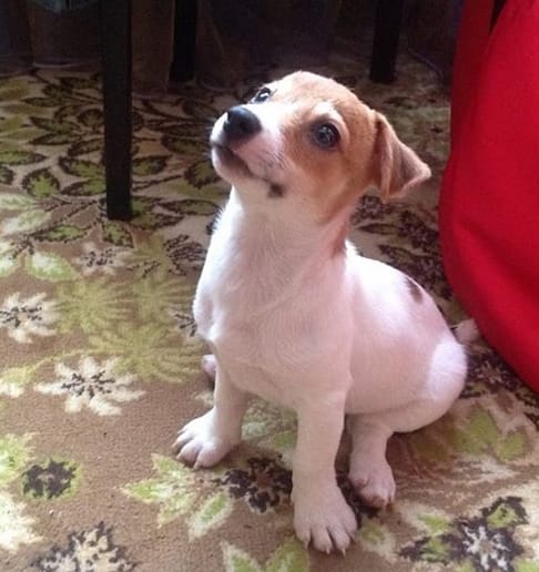 130+ Cute & Small Dog Name Ideas - PetPress