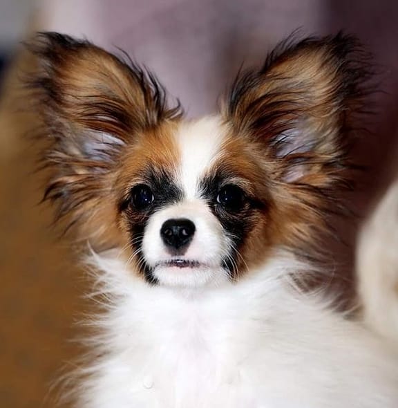 Top 150 Best Papillon Dog Names - PetPress