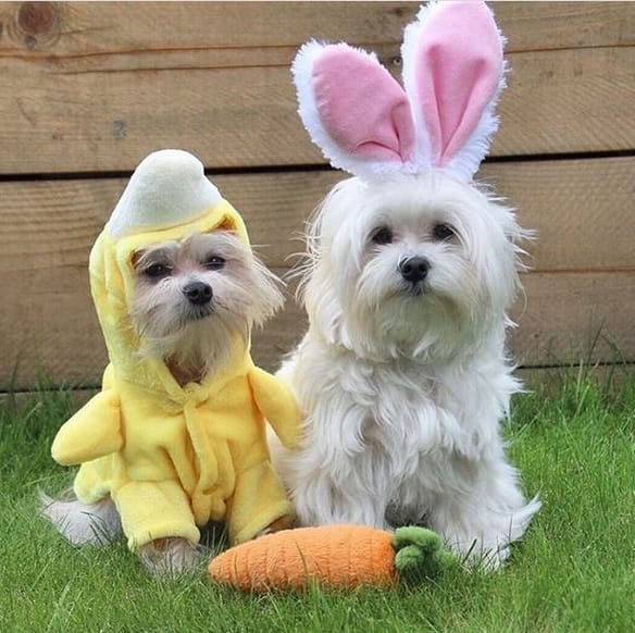 16 Funny Dogs Who Believe They Are Easter Bunnies - Page 2 of 3 - PetPress