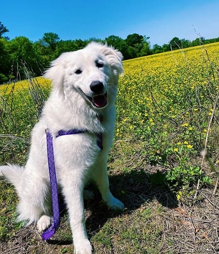 Top 132 Best Great Pyrenees Dog Names - PetPress