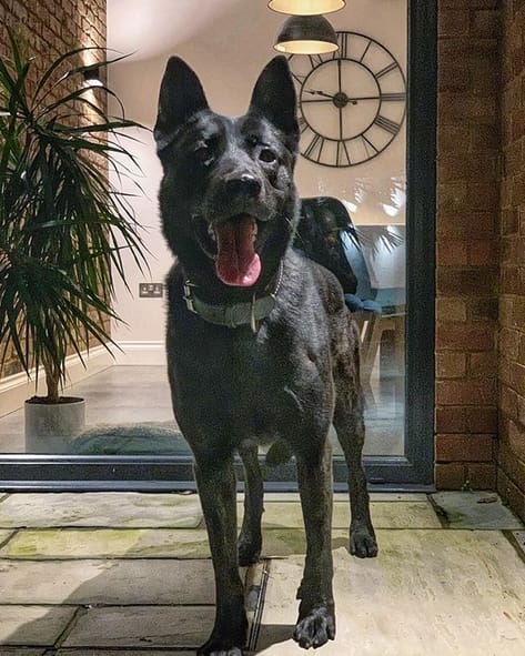 Top 120 Best Dutch Shepherd Dog Names